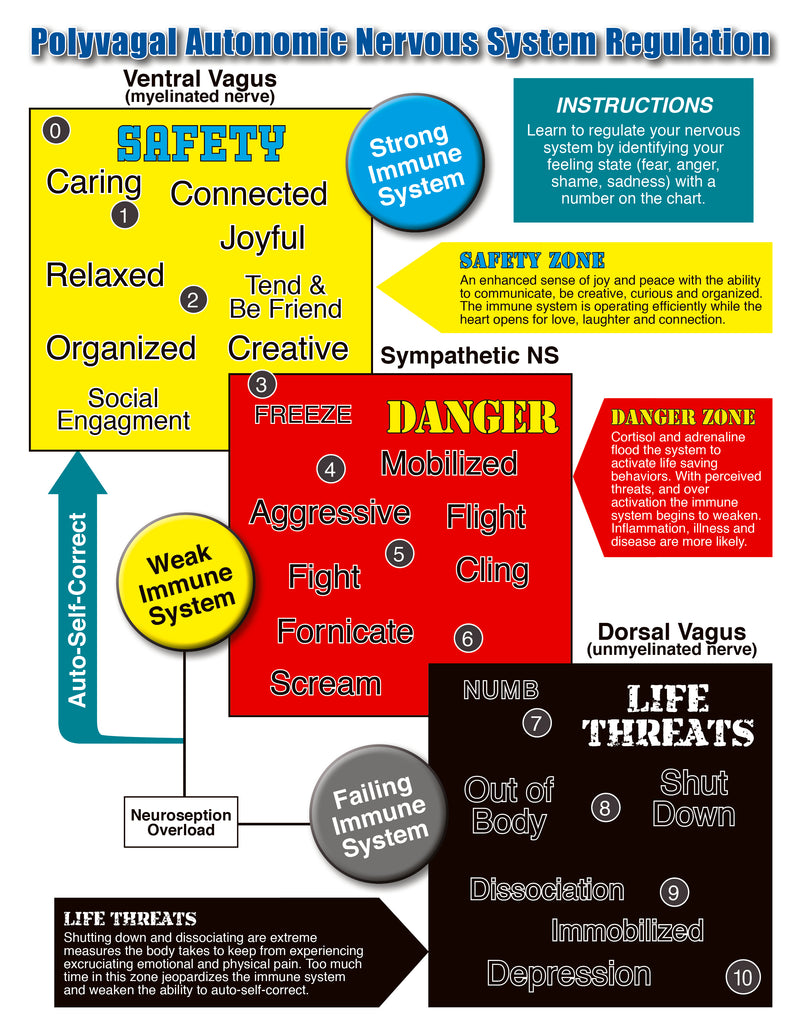 The Polyvagal Theory Chart – Mentor Books West